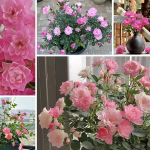 30+ Seeds| Lotus Star Rose Seeds - Authentic - Perennial ~ GMO Free ...