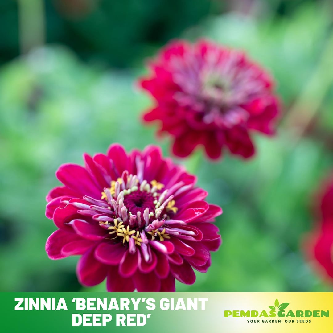 Zinnia ‘benary’s Giant Deep Red’ - Zinnia Elegans - Authentic - Open ...