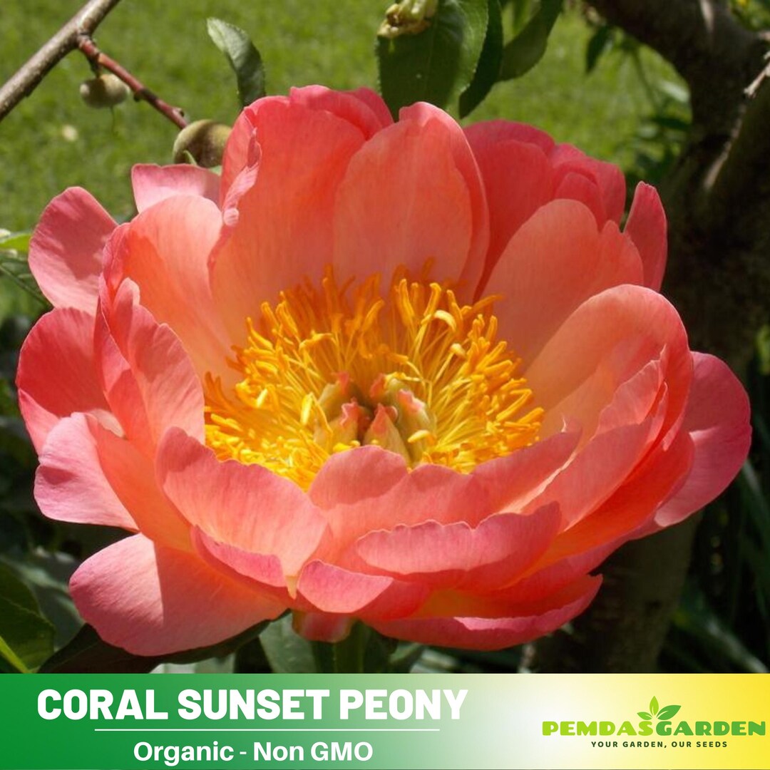 10+seeds| Coral Sunset Peony Perennial Seeds - Paeonia - Attract ...