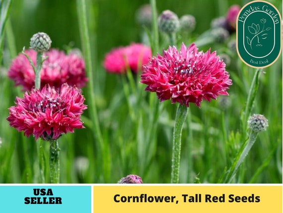 110 Seeds Tall Red Cornflower Seeds Authentic Seeds GMO - Etsy