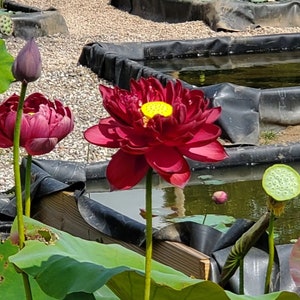 5 Rare Seeds| Black Red Lotus(mo Hong Lotus) Seeds - Indian Lotus ...