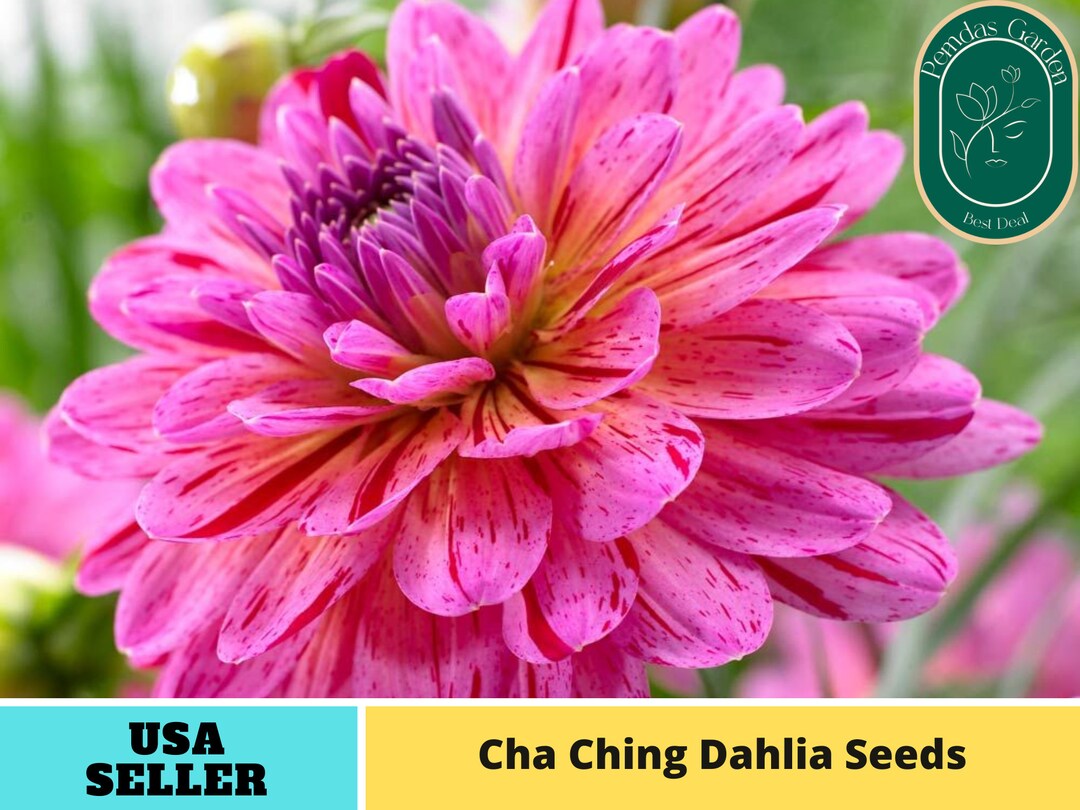 40 Seeds Cha Ching Dahlia Perennial Seeds Authentic Seeds - Etsy