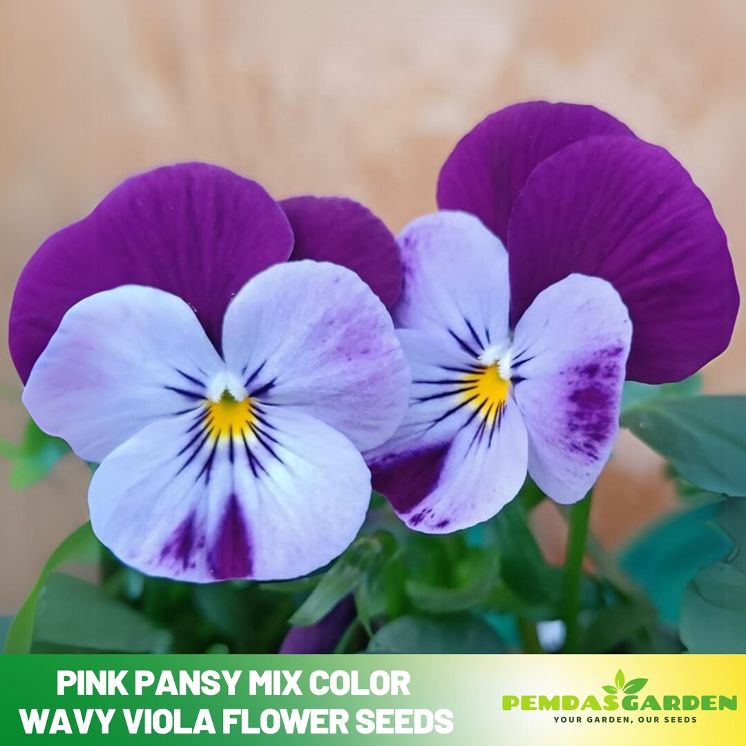 25+ Seeds| Pink Pansy Mix Color Wavy Viola Flower Seeds - Cold ...