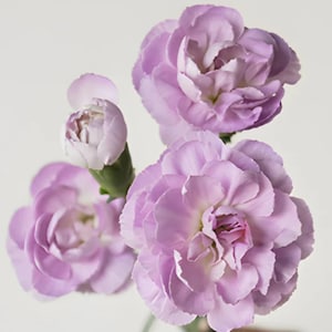 Moonberry Light Purple Mini Carnation - Authentic - Open-pollinated ...