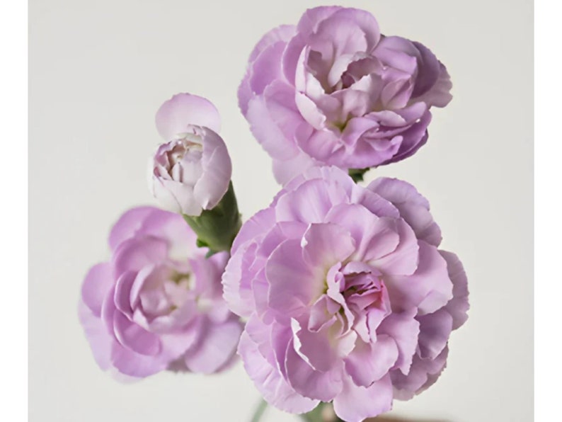 30+seeds|moonberry Light Purple Mini Carnation - Authentic - Open ...