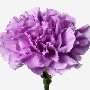 30+seeds|lavender Light Purple Carnations - Dianthus Seeds - Open ...