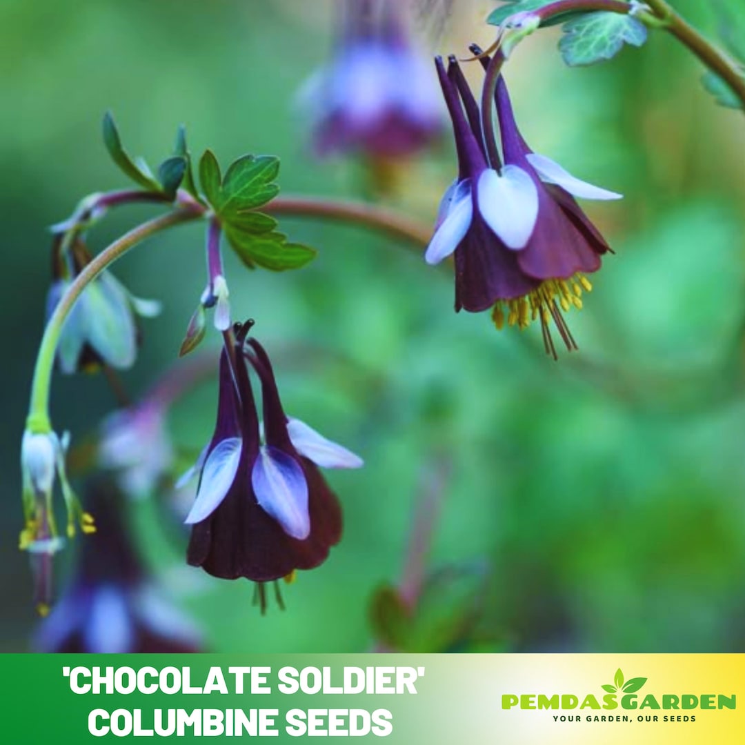 25+ Seeds| 'chocolate Soldier' Columbine Seeds - Cold Resistant ...
