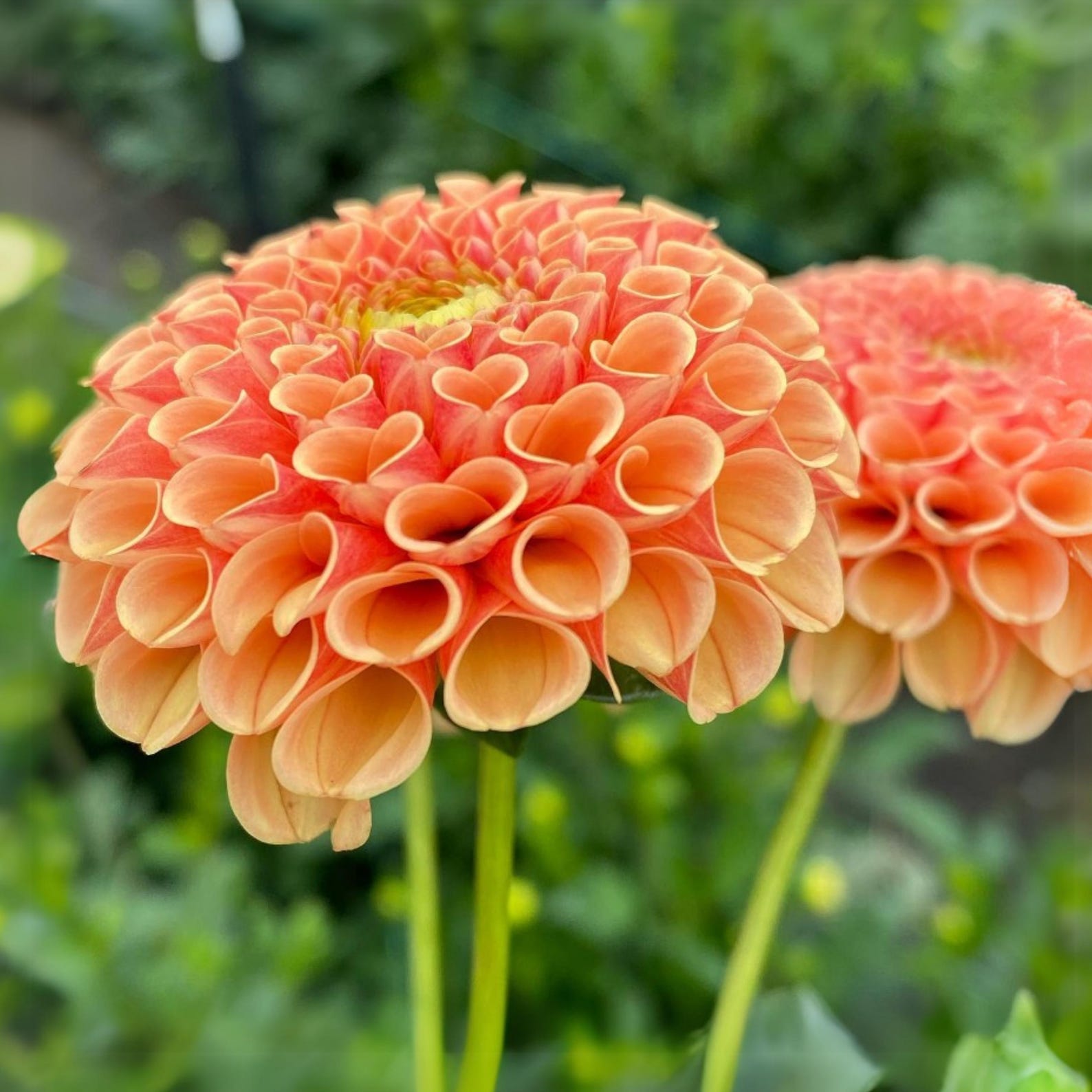 40+ Seeds| Amber Queen Dahlia Seeds -pollinator Friendly- Open ...