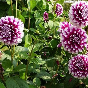 40+ Seeds| B-man Dahlia Seeds Pollinator Friendly- Open Pollinated ...