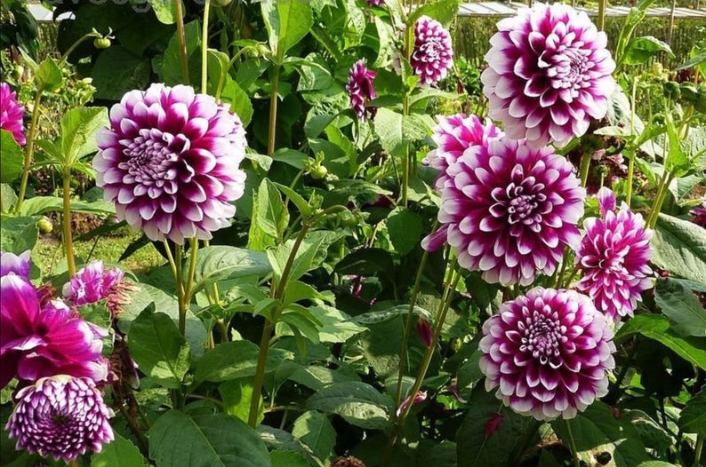 40+ Seeds| B-man Dahlia Seeds Pollinator Friendly- Open Pollinated ...