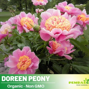10+seeds| Doreen Peony Perennial Seeds- Paeonia - Attract Butterflies - Open-pollinated ...
