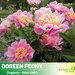 10seeds Doreen Peony Perennial Seeds Authentic Seeds Perennialgmo Freeflower Seeds Asian Garden ...