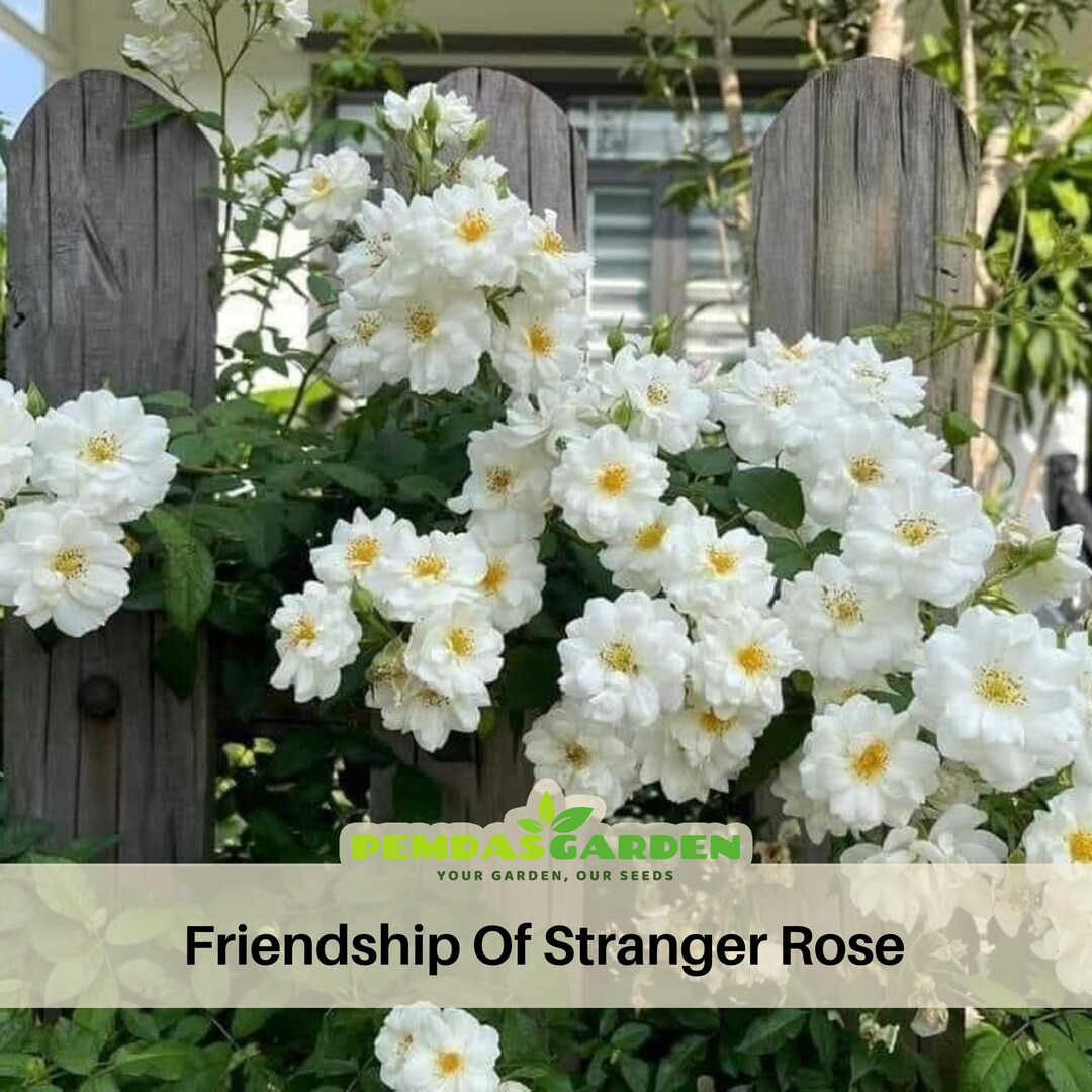 30+ Seeds| Friendship of Stranger Rose Seeds - Authentic - Perennial ...
