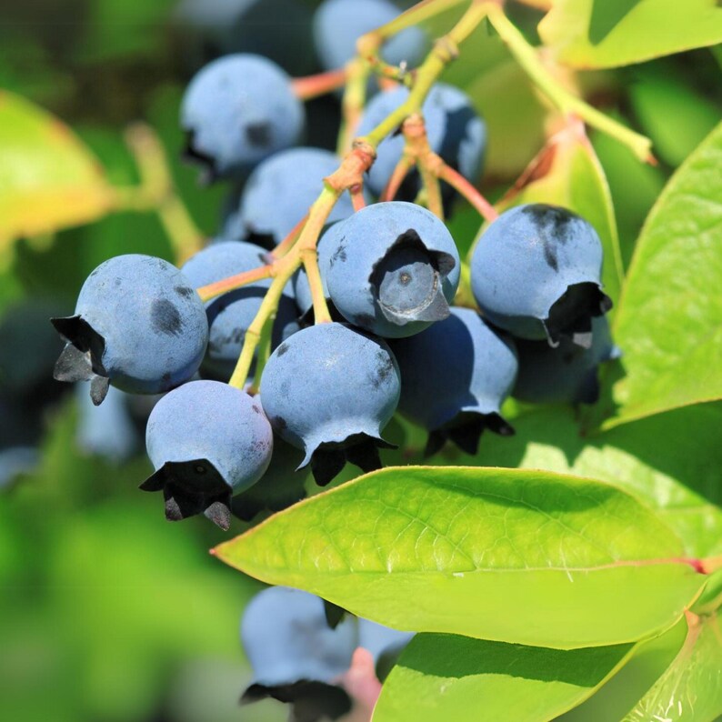 10 Seeds| Grapes Wine Seeds -vitis Vinifera-climbing Fruit Vine ...