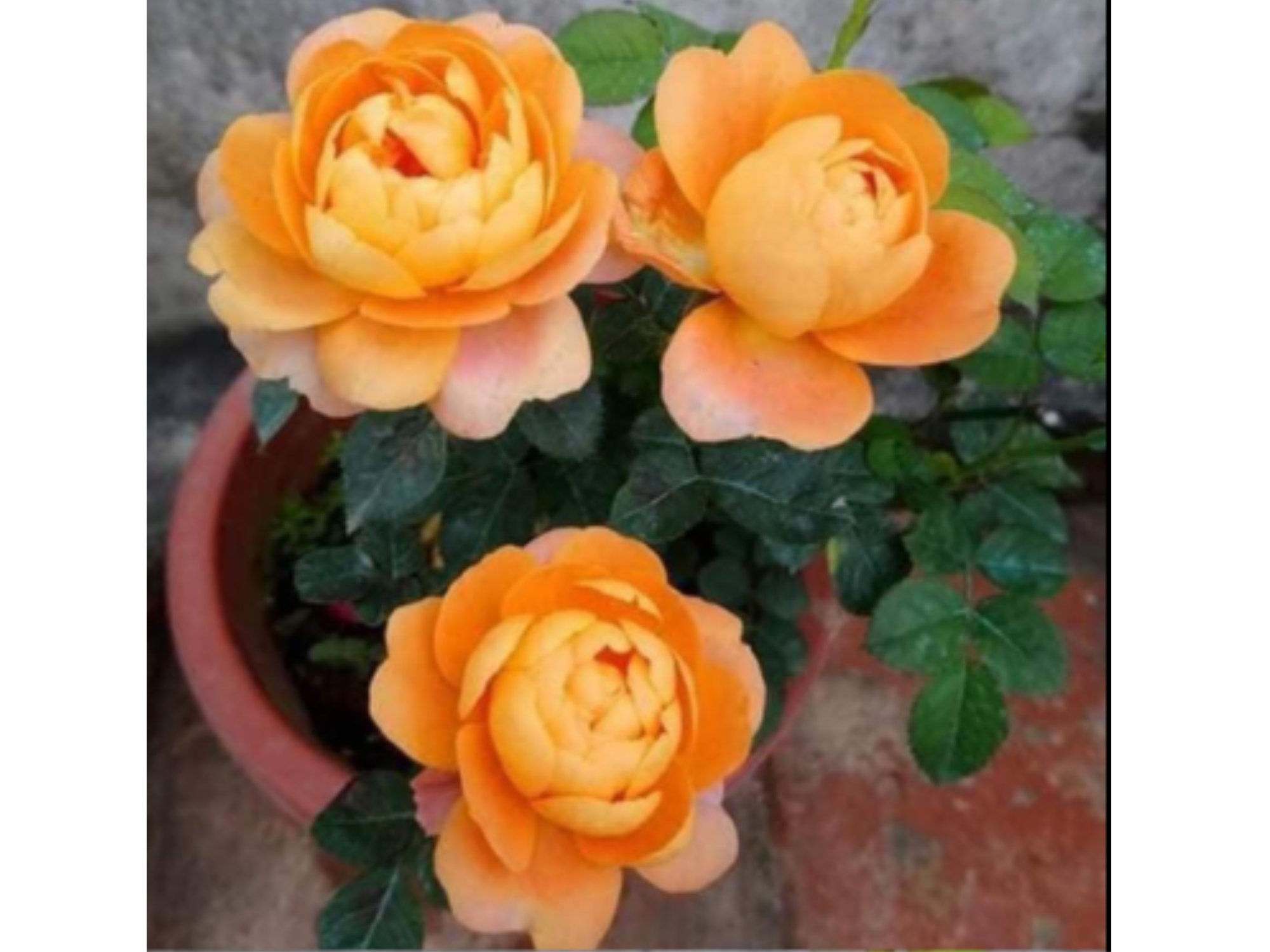 30+ Seeds| Juicy Terrazza Rose Seeds - Authentic - Perennial ~ GMO Free ...