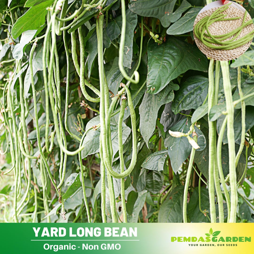 20 Seeds| Yard Long Bean Seeds - Authentic Seeds ~ GMO Free ~ Seeds ...