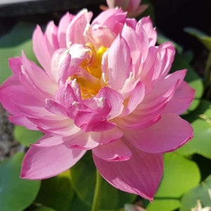 5 Rare Seeds| Pink Lotus - Micro/ Tea Cup Lotus Seeds - Indian Lotus ...