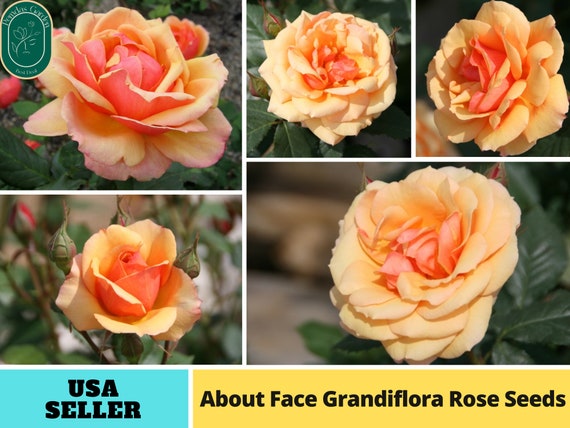 30 Seedsabout Face Rosa Grandiflora Rose Authentic Seeds - Etsy