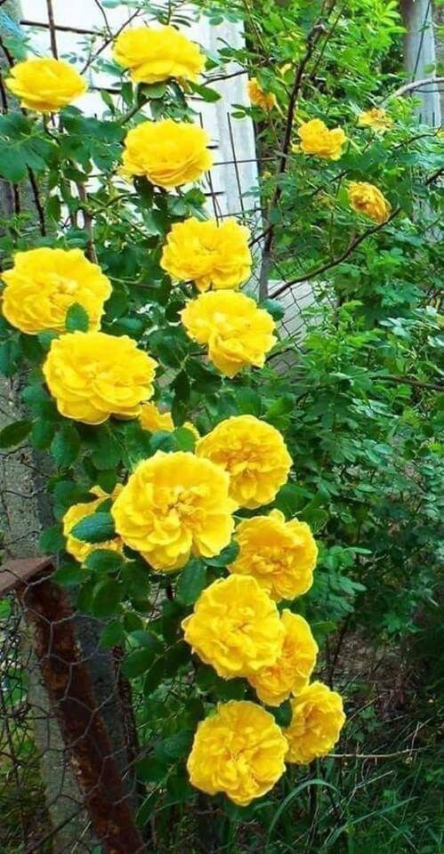 30 Seeds Climbing Yellow Perennial Flower Rose Authentic - Etsy