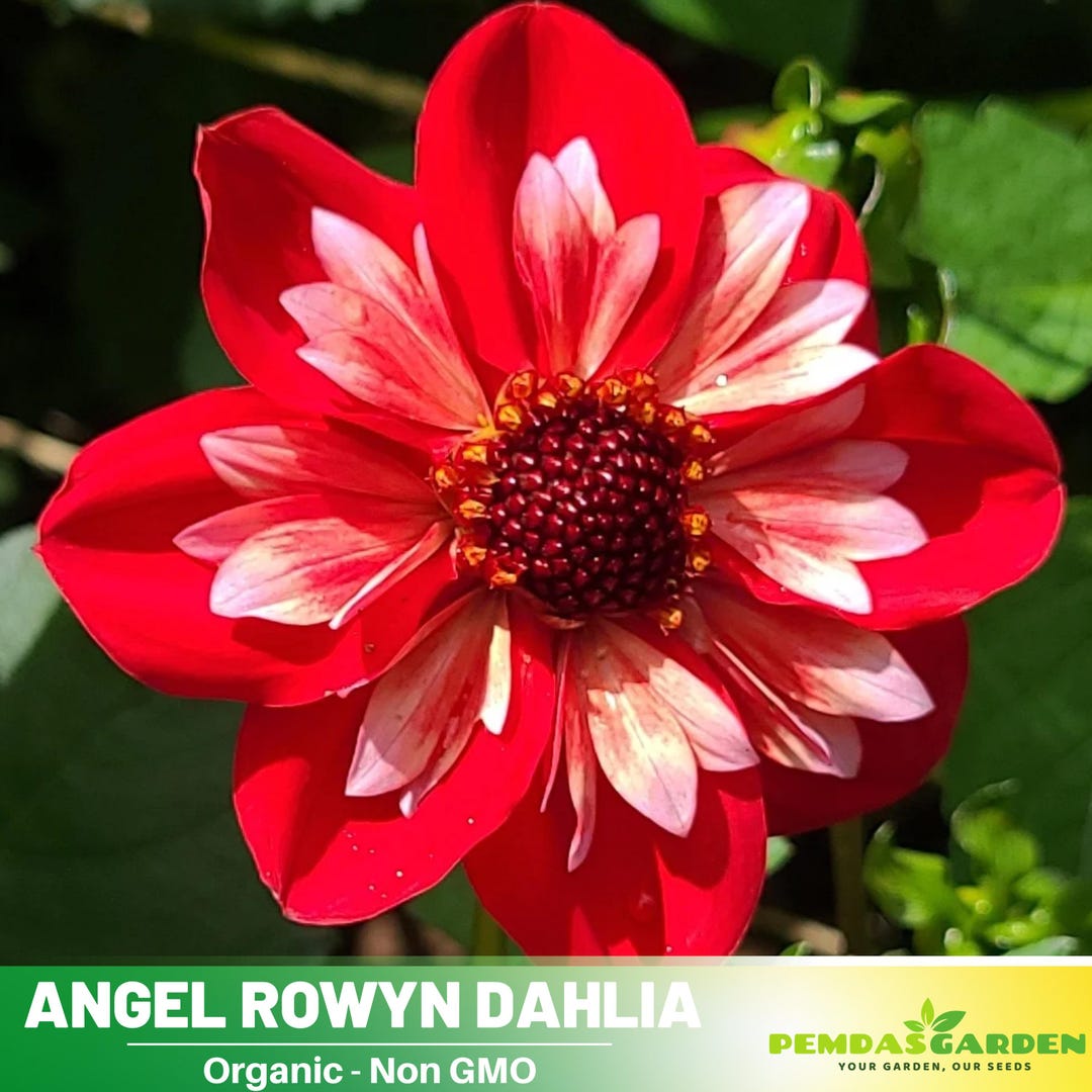 40+ Seeds| Angel Rowyn Dahlia Seeds - Pollinator Friendly- Open ...