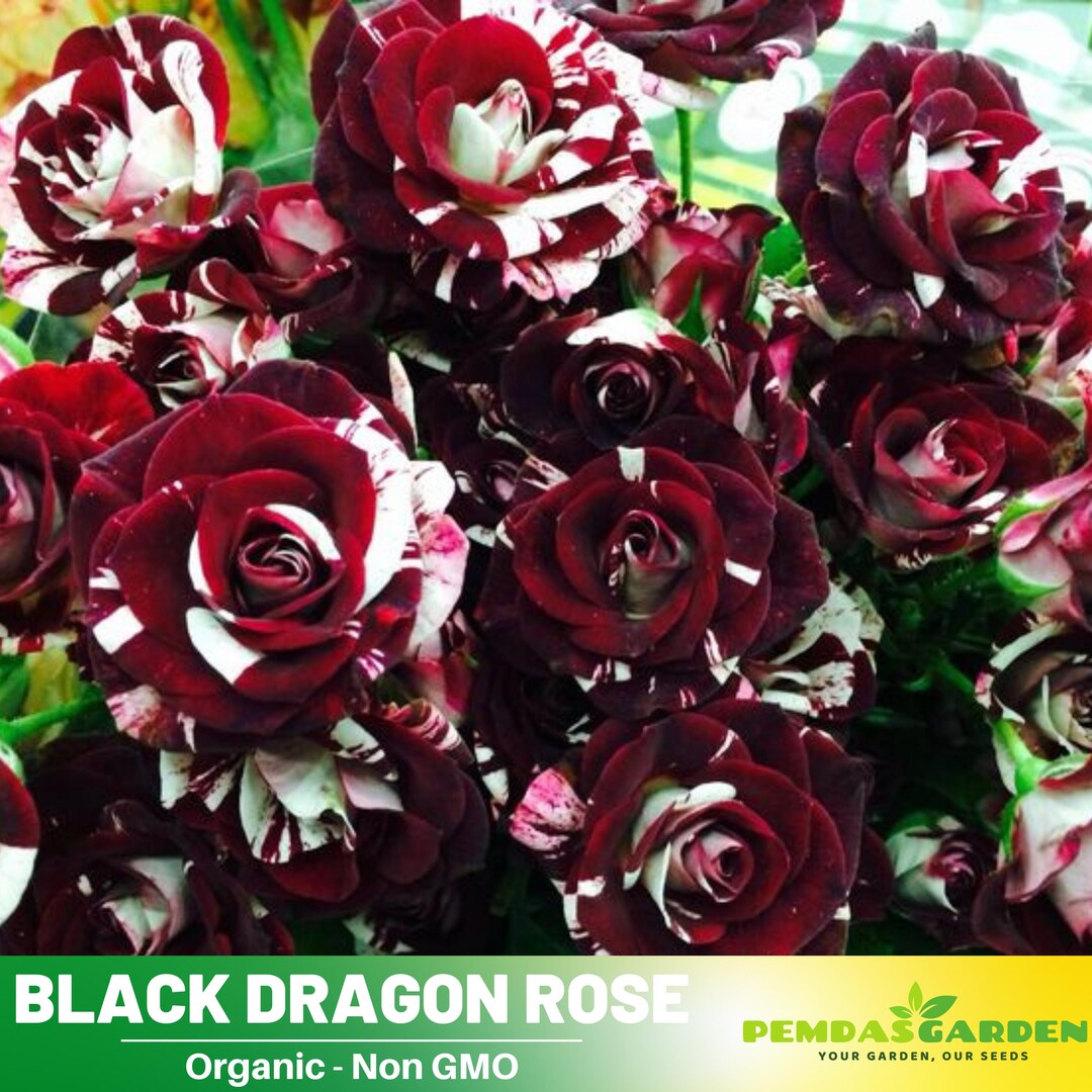 30+ Seeds|black Dragon Rose Perennial Flower Rose - Authentic Seeds ...