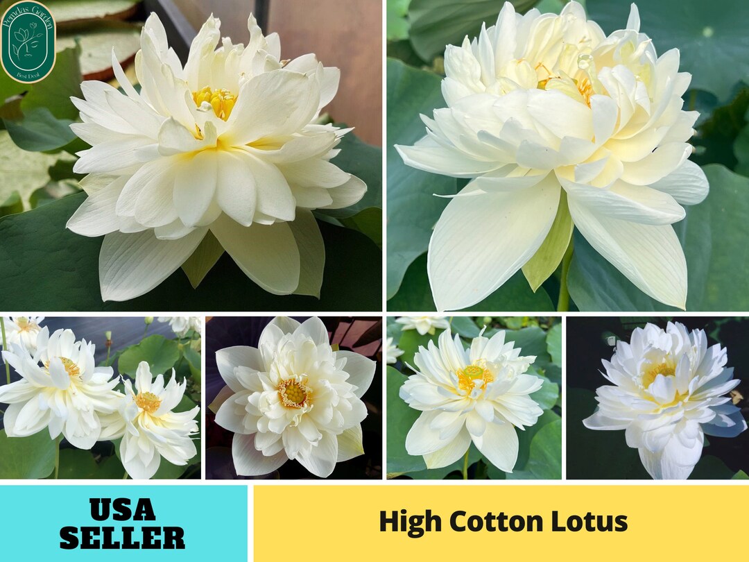 5 Rare Seeds High Cotton Lotus Seeds Indian Lotus nelumbo Nucifera ...