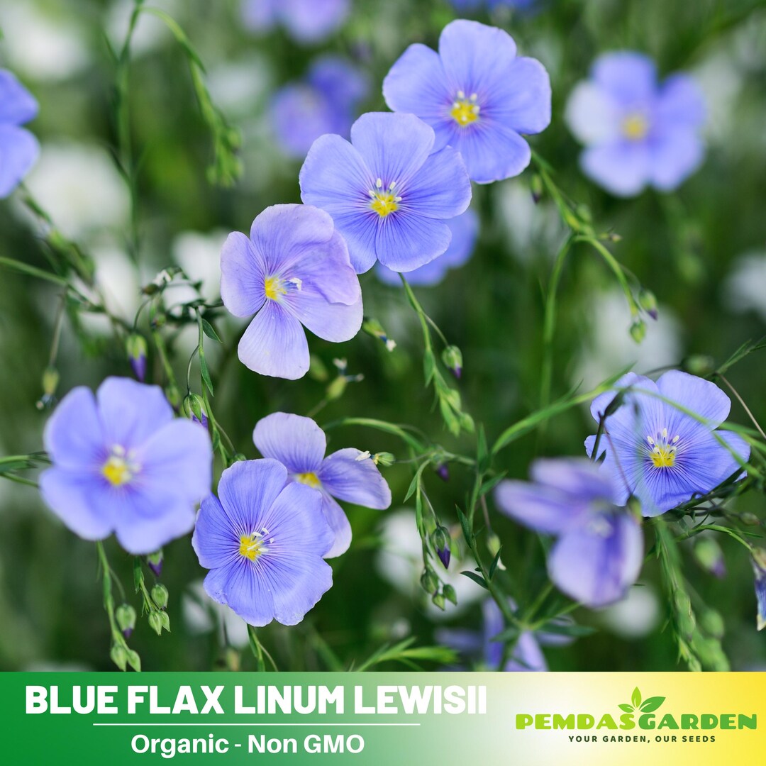 Blue Flax Linum Lewisii - Authentic Seeds - Perennial ~ GMO Free ...