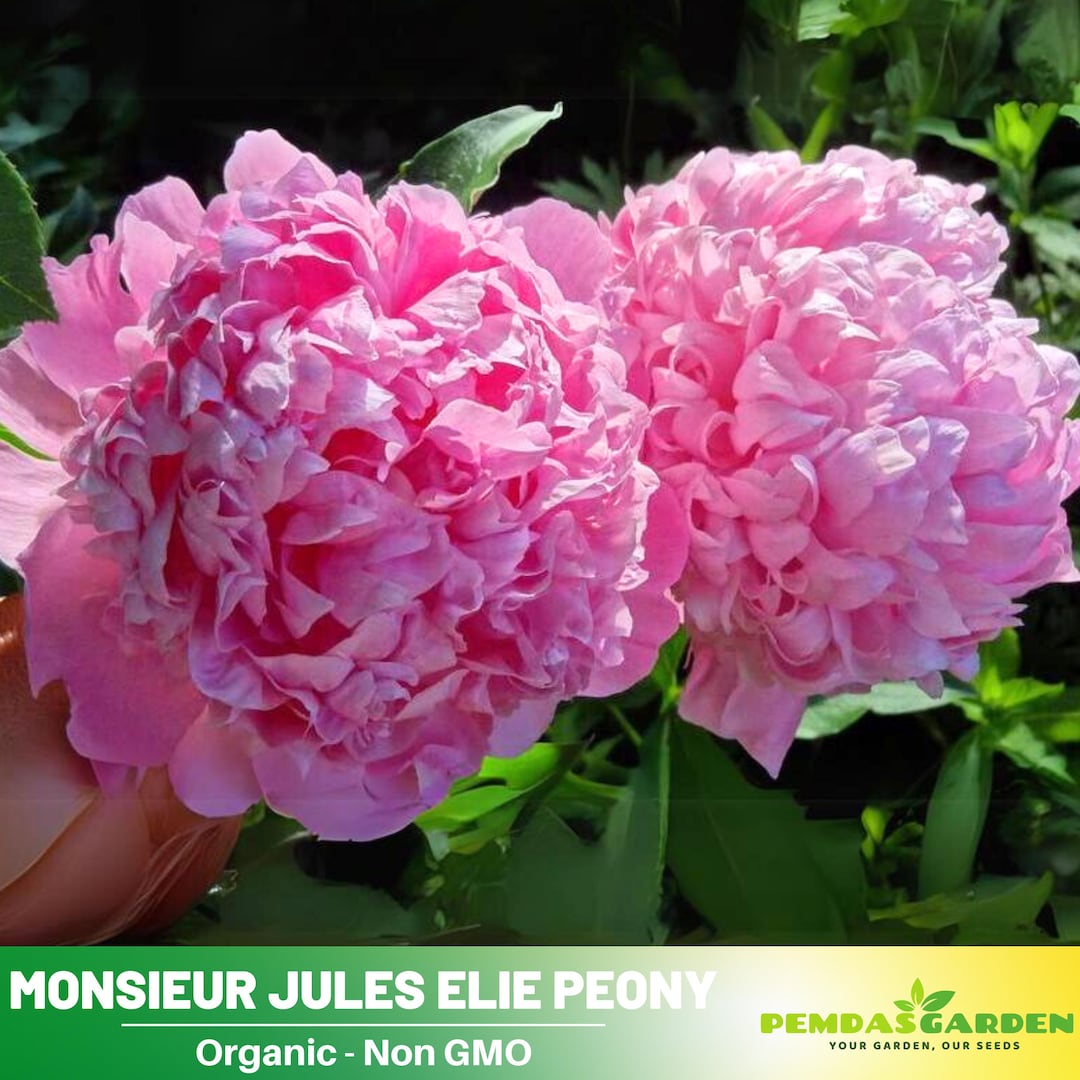10+seeds| Monsieur Jules Elie Peony Perennial Seeds - Paeonia - Attract ...