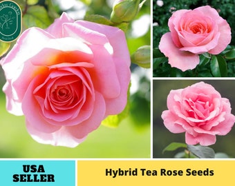 30 Seeds Zampa Dust Rose Perennial Flower Rose Authentic Seeds ...