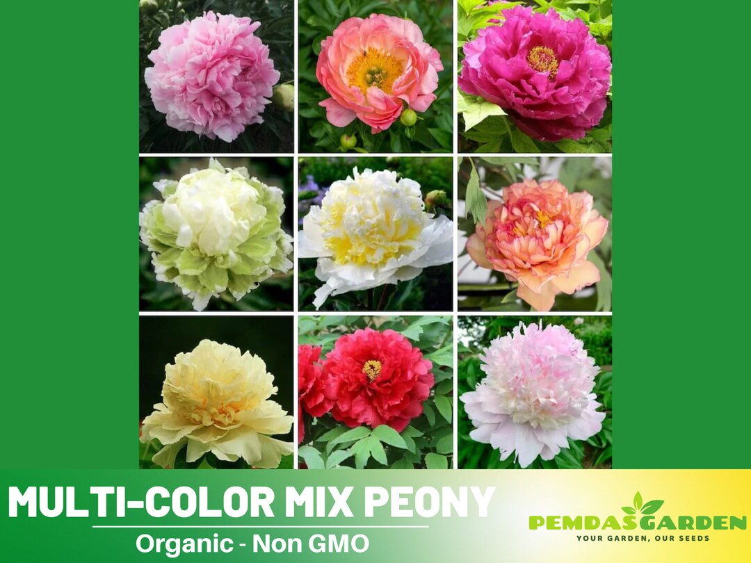 10 Seeds Multi-color MIX Peony Perennial Seeds Paeonia Attract ...