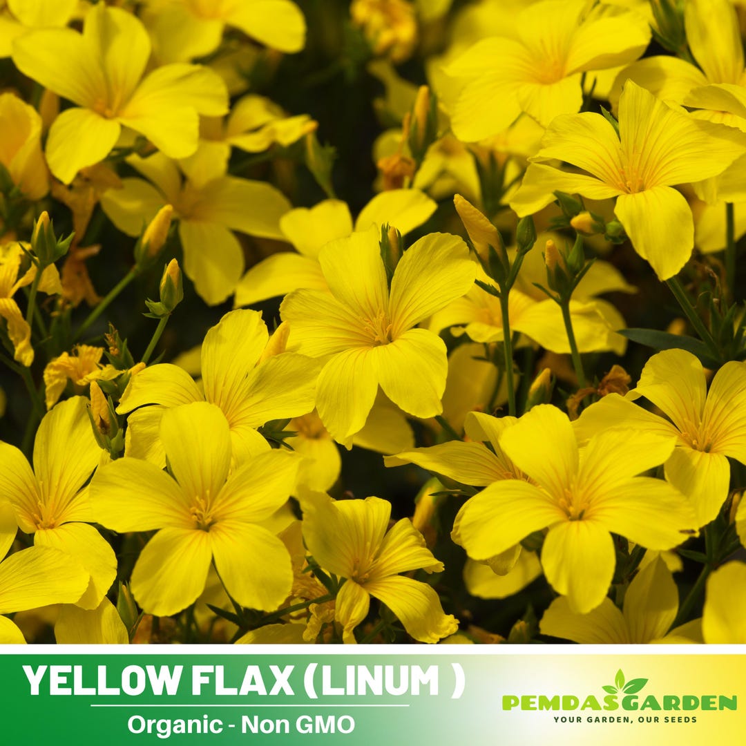 Yellow Flax (linum Flavum) - Authentic Seeds - Perennial ~ GMO Free ...