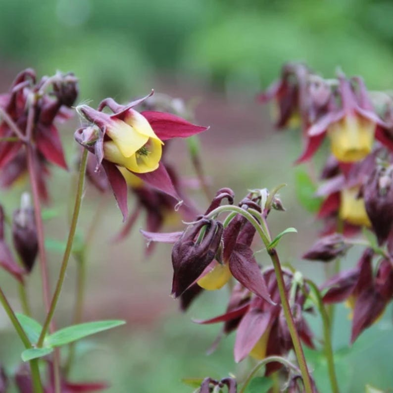 25+ Seeds| Aquilegia Oxysepala Oriental Columbine Seeds - Cold ...