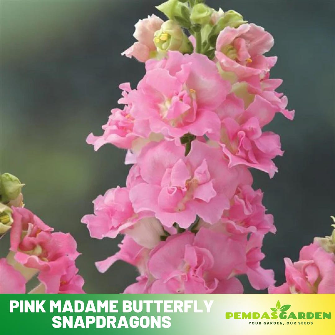 Pink Madame Butterfly Snapdragons Seeds - Cold Resistant -attracts ...