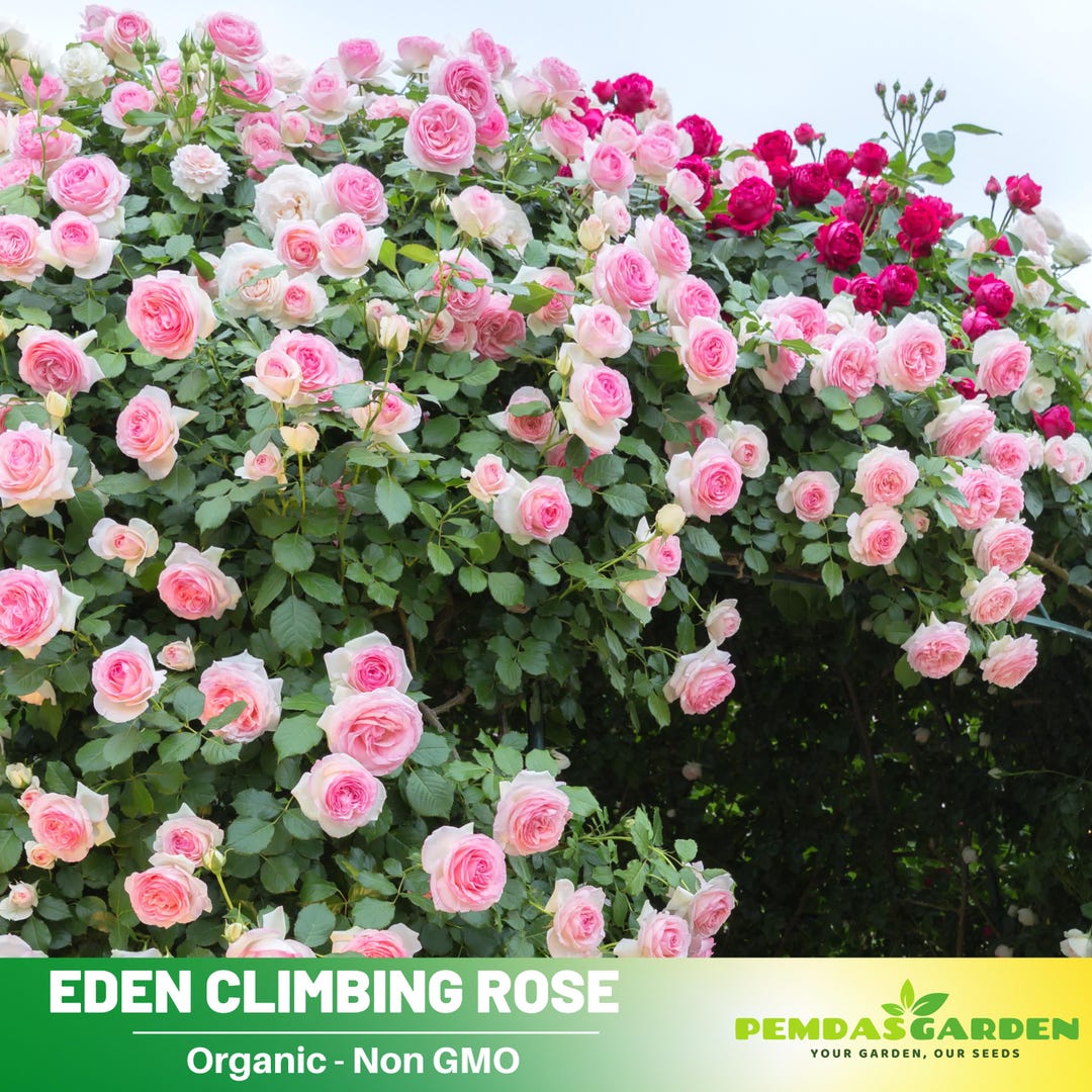 30+ Seeds| White Pink Eden Climbing Rose Seeds - Authentic Seeds ...
