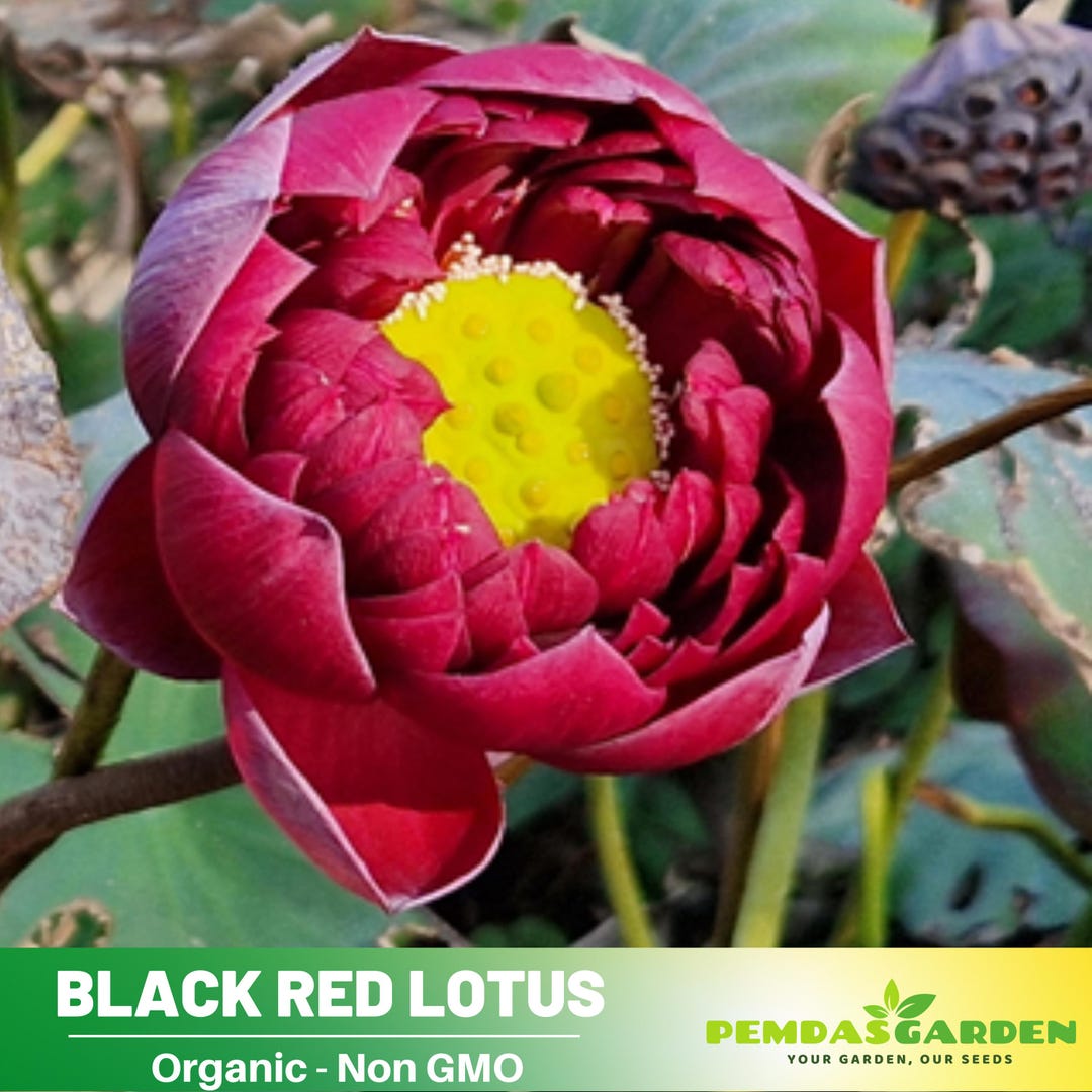 5 Rare Seeds| Black Red Lotus(mo Hong Lotus) Seeds - Indian Lotus ...