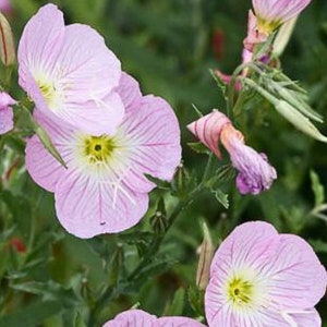 Oenothera Speciosa 'pink Petticoats' Seeds - Suncups - Sundrops ...