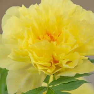 10+ Seeds| Bright Yellow Peony Seeds - Paeonia - Attract Butterflies ...