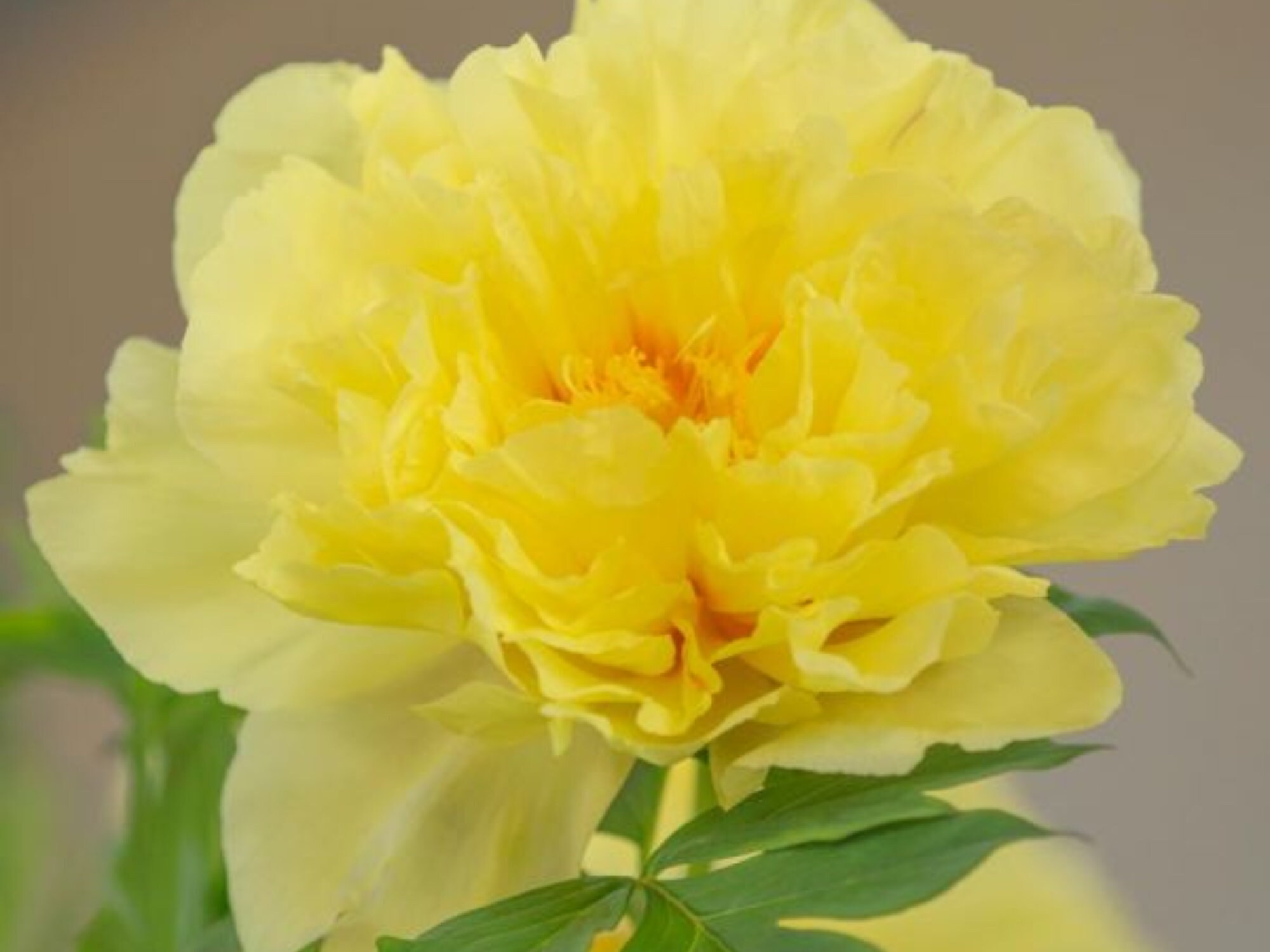 10+ Seeds| Bright Yellow Peony Seeds - Paeonia - Attract Butterflies ...
