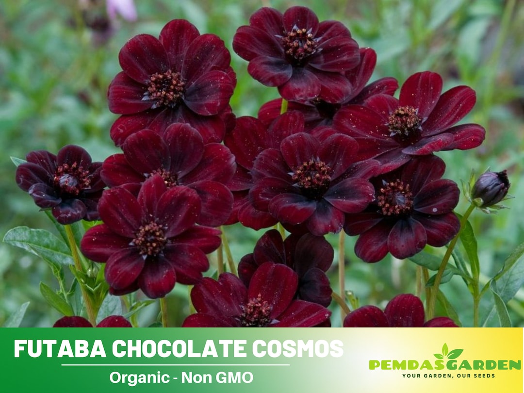 50 Seeds Futaba Rare Chocolate Cosmos Seeds Authentic Seeds GMO Free ...