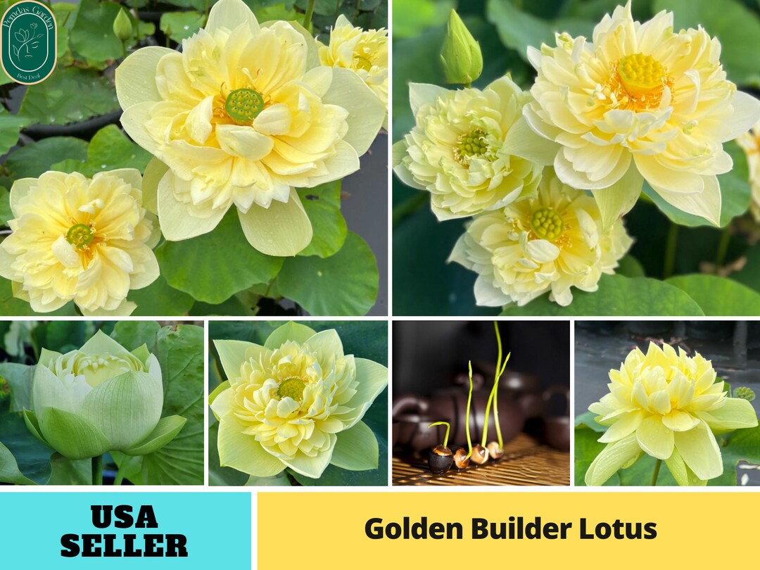 5 Rare Seeds Golden Builder Lotus Seeds Indian Lotus nelumbo Nucifera ...