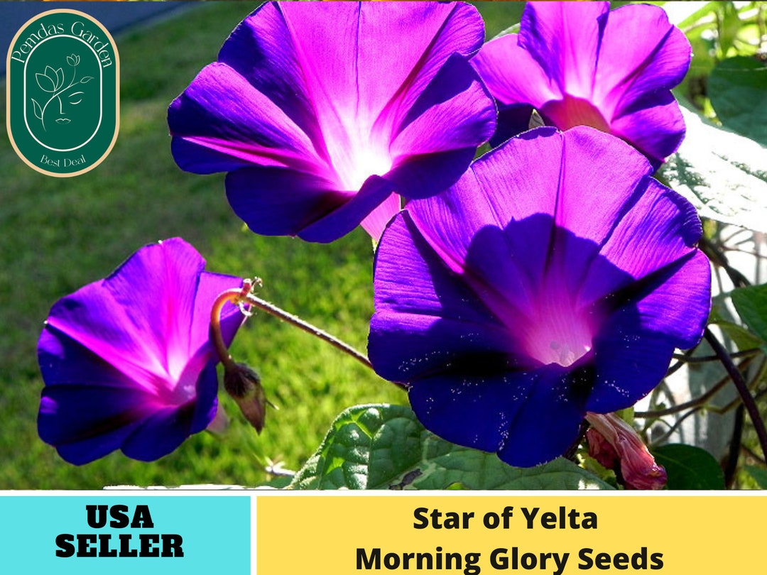 30 Seeds Star of Yelta Morning Glory Seeds Authentic Seeds - Etsy