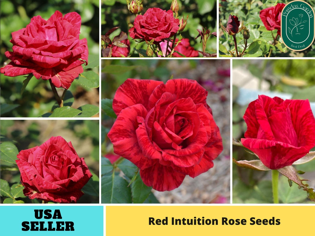 32 Seeds Red Intuition Rose Seeds-perennial authentic Seeds-flowers ...