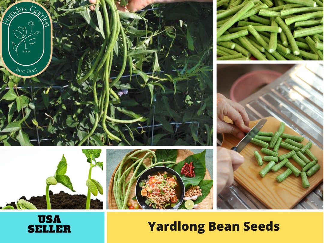 20 Seeds Yard Long Bean Seeds Authentic Seeds GMO Free Seeds Flower Seeds Vegetable Seeds Asian ...