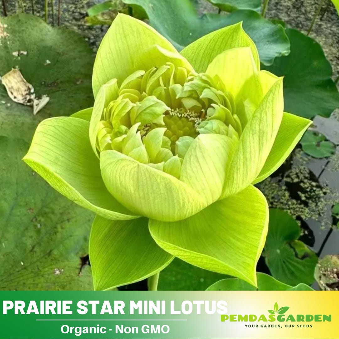 5 Rare Seeds| Green Star Lotus Seeds - Indian Lotus (nelumbo Nucifera ...