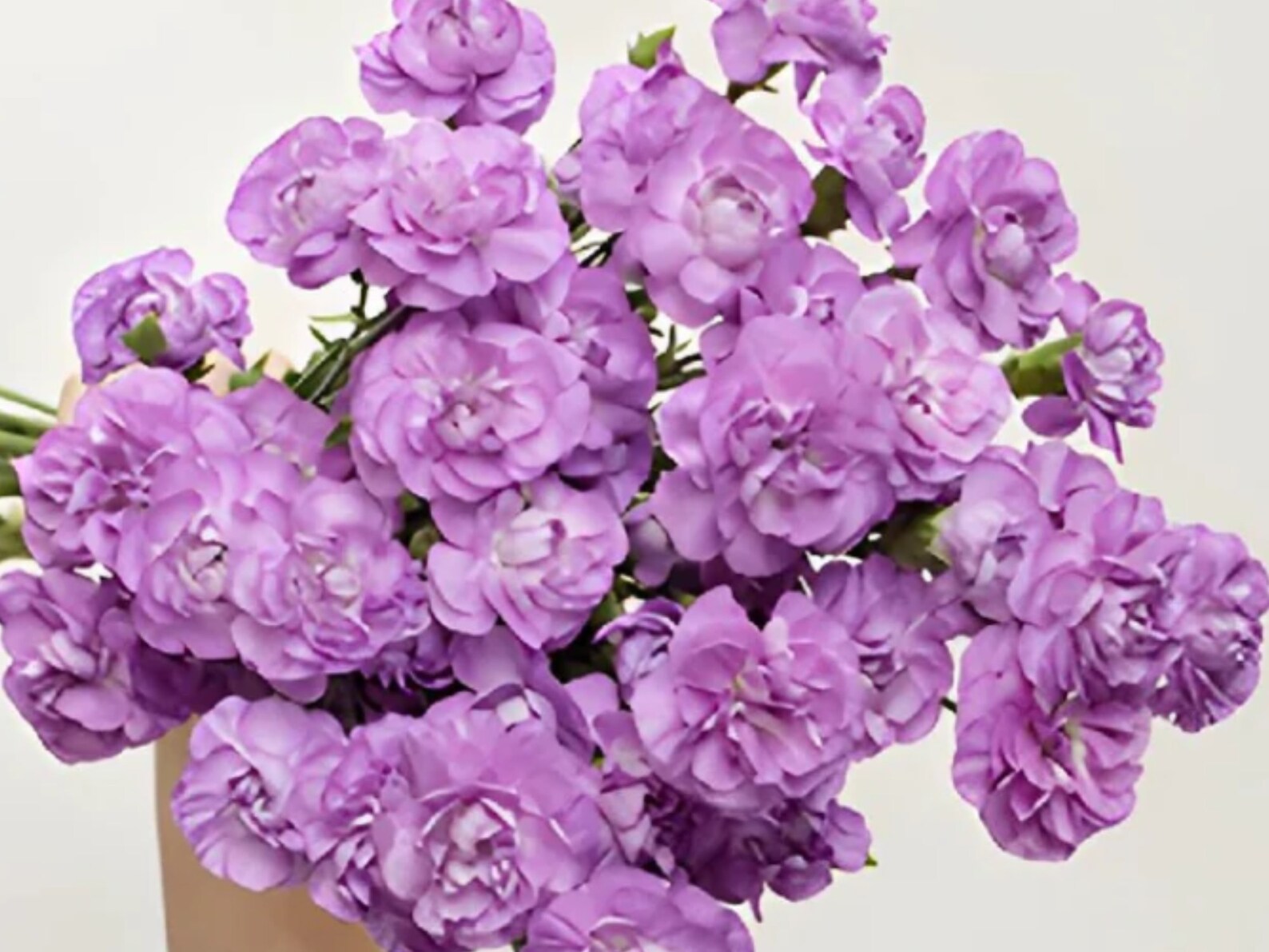30+seeds|moonberry Light Purple Mini Carnation - Authentic - Open ...