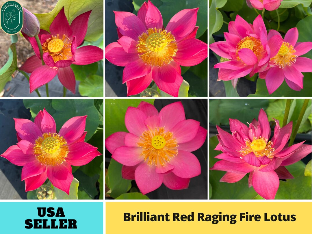 5 Rare Seeds Brilliant Red Raging Fire Lotus Seeds Indian Lotus nelumbo ...