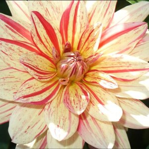 40+ Seeds| Awe Shucks Dahlia Seeds -pollinator Friendly- Open ...