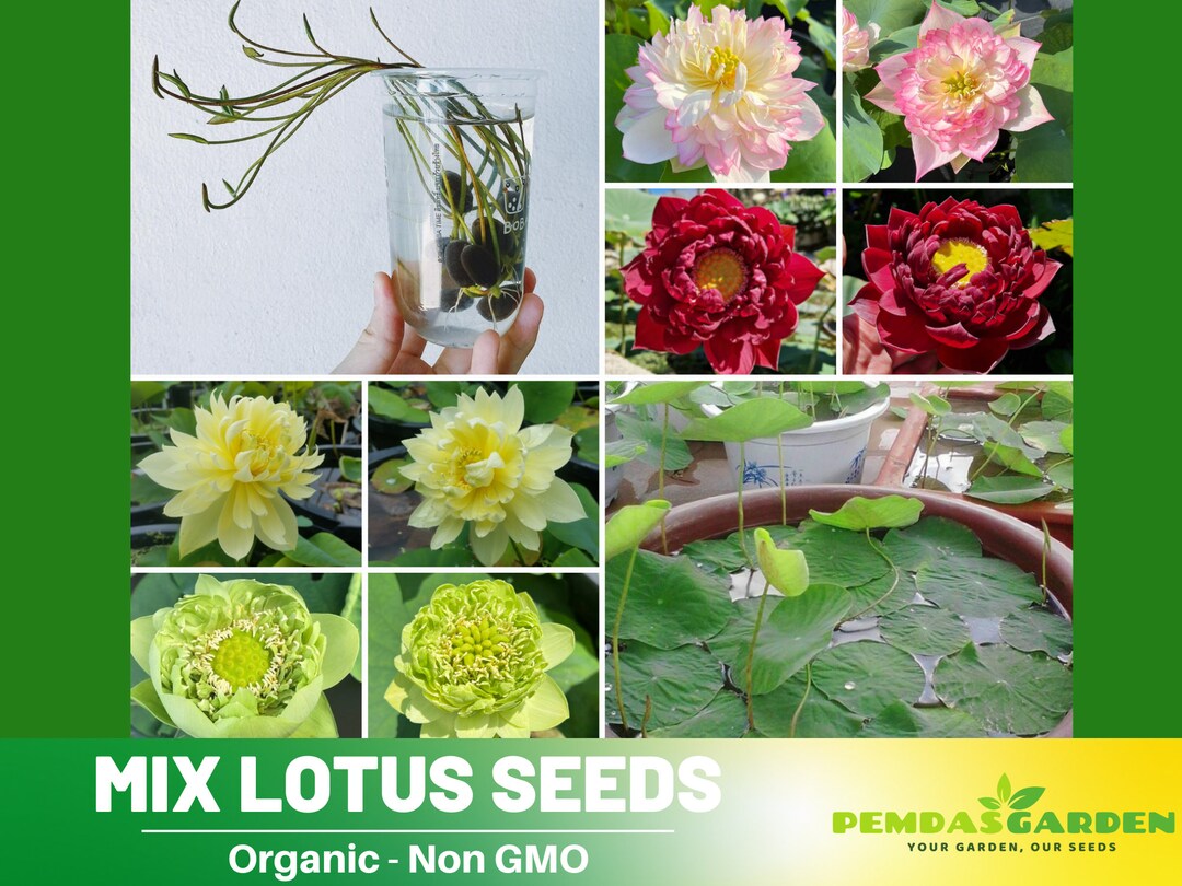 5 Rare Seeds Mix Lotus Seeds Indian Lotus nelumbo Nucifera Seeds Flower ...