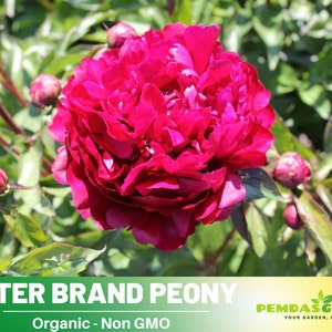 10+seeds| Peter Brand Perennial Peony Seeds - Paeonia - Attract ...