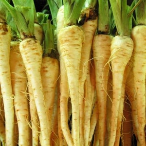10 Seeds| All American Parsnip Seeds - Heirloom Root Vegetable - Non ...